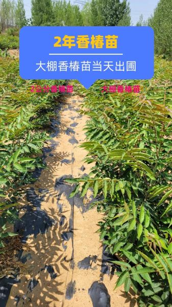 香椿树苗多少钱一棵_哪里有卖-第2张图片-山城妙识