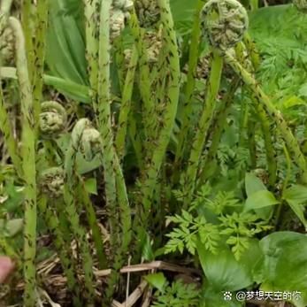 蕨菜哪些部位不能吃_蕨菜中毒症状有哪些-第2张图片-山城妙识
