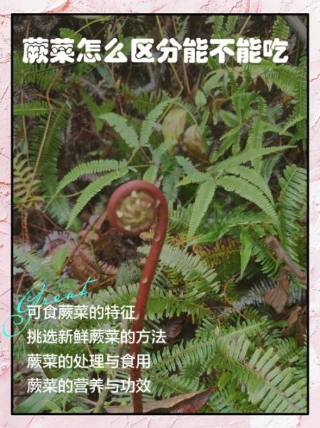 蕨菜哪些部位不能吃_蕨菜中毒症状有哪些-第1张图片-山城妙识