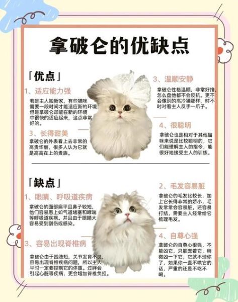 拿破仑猫为什么不能养_拿破仑猫饲养禁忌-第1张图片-山城妙识