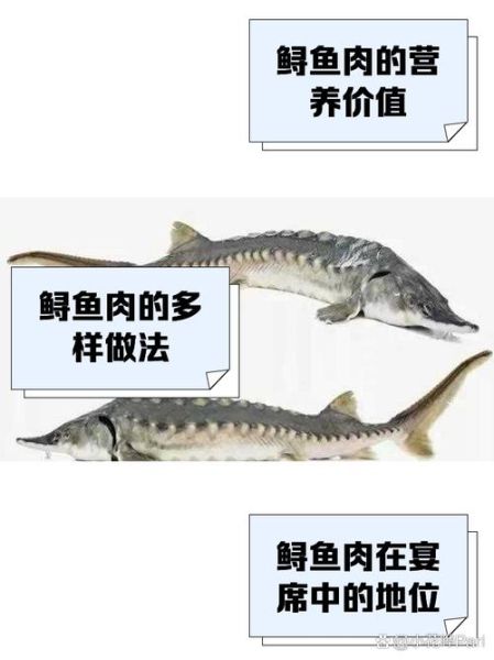 中华鲟图片_中华鲟怎么做好吃-第3张图片-山城妙识