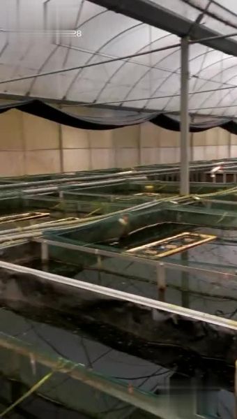 大棚养殖黄鳝养殖池怎么建_大棚养殖黄鳝养殖池多少钱-第3张图片-山城妙识