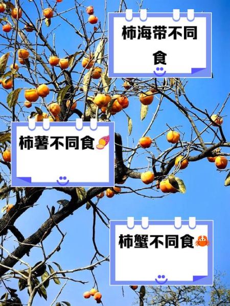 树柿子不能和什么一起吃_树柿子相克食物-第1张图片-山城妙识 树柿子不能和什么一起吃_树柿子相克食物-第1张图片-山城妙识
