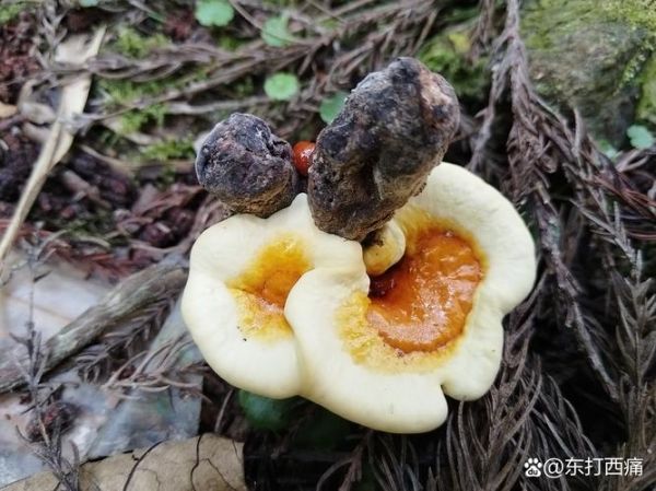 野生灵芝图片大全大图鉴别_如何分辨真假野生灵芝-第3张图片-山城妙识 野生灵芝图片大全大图鉴别_如何分辨真假野生灵芝-第3张图片-山城妙识