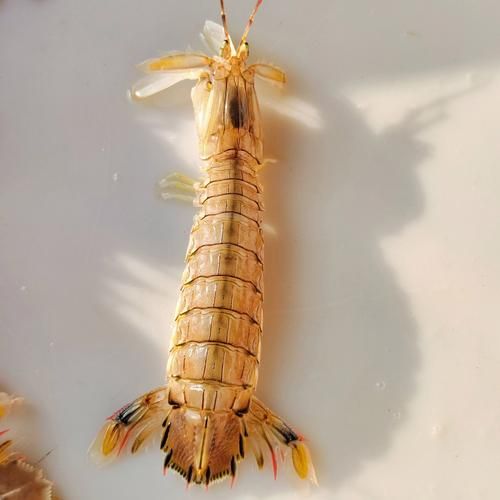 皮皮虾有虾线吗_虾线怎么挑最干净-第1张图片-山城妙识 皮皮虾有虾线吗_虾线怎么挑最干净-第1张图片-山城妙识