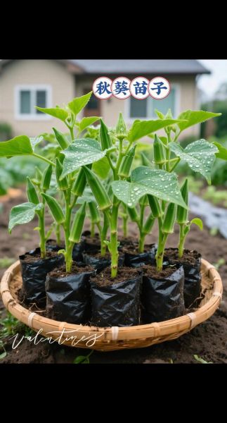 秋葵图片大全图片_秋葵秧子怎么种-第3张图片-山城妙识