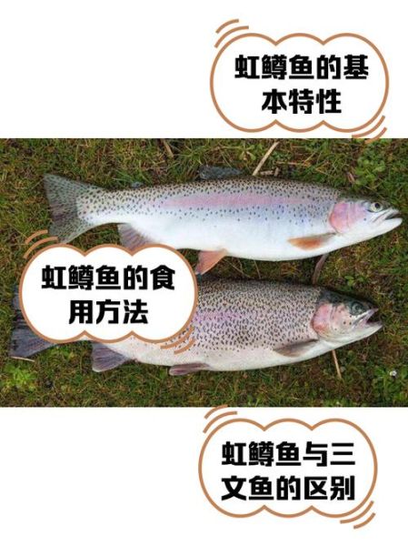 鳟鱼图片怎么拍_鳟鱼高清图片哪里找-第2张图片-山城妙识