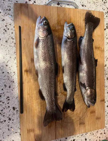 鳟鱼图片怎么拍_鳟鱼高清图片哪里找-第3张图片-山城妙识