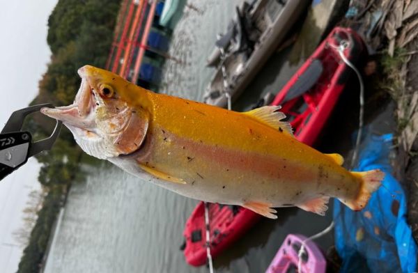 鳟鱼图片怎么拍_鳟鱼高清图片哪里找-第1张图片-山城妙识