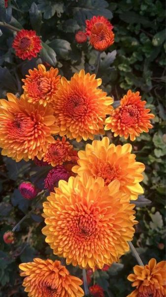 花图片大全_如何挑选高清花卉壁纸-第3张图片-山城妙识 花图片大全_如何挑选高清花卉壁纸-第3张图片-山城妙识