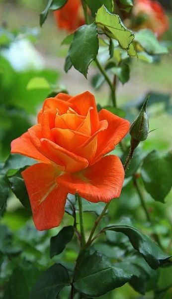 花图片大全_如何挑选高清花卉壁纸-第1张图片-山城妙识 花图片大全_如何挑选高清花卉壁纸-第1张图片-山城妙识