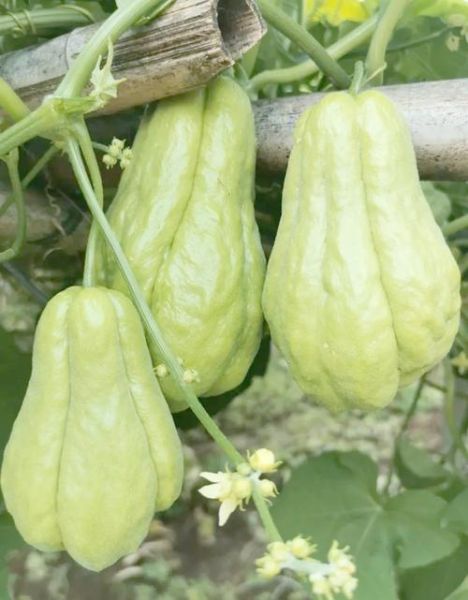 佛手瓜蔓怎么吃_佛手瓜藤尖做法大全-第1张图片-山城妙识