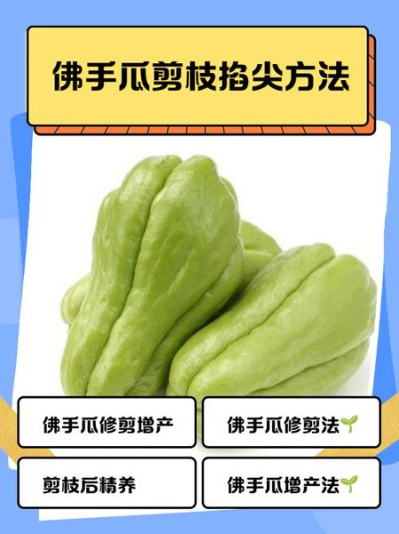 佛手瓜蔓怎么吃_佛手瓜藤尖做法大全-第2张图片-山城妙识