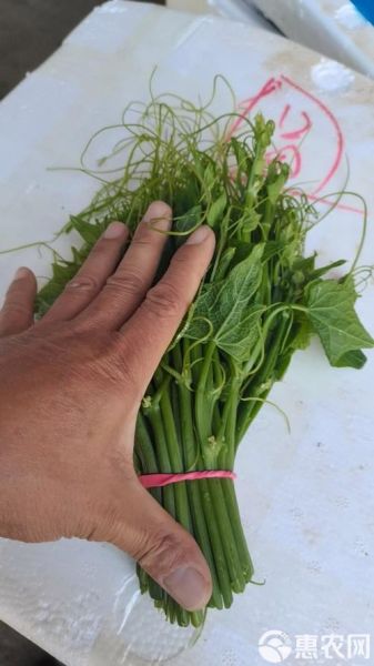 佛手瓜蔓怎么吃_佛手瓜藤尖做法大全-第3张图片-山城妙识