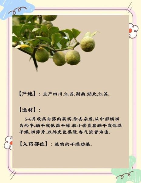 枳壳和枳实的功效区别_哪个更适合调理脾胃-第3张图片-山城妙识 枳壳和枳实的功效区别_哪个更适合调理脾胃-第3张图片-山城妙识