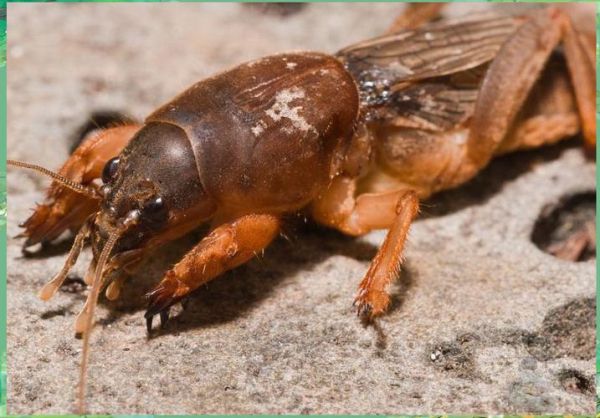 蝼蛄多少钱一斤2021_蝼蛄价格走势-第3张图片-山城妙识 蝼蛄多少钱一斤2021_蝼蛄价格走势-第3张图片-山城妙识