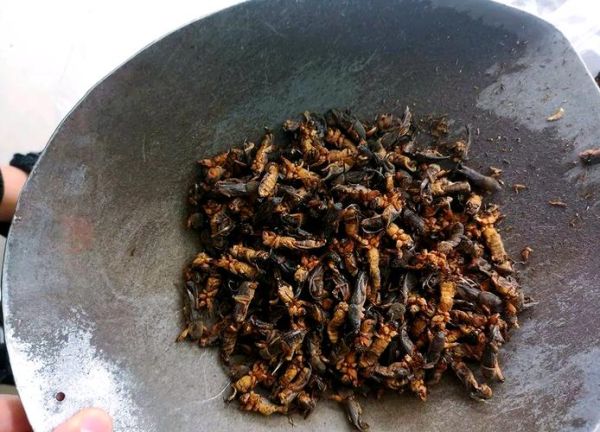 蝼蛄多少钱一斤2021_蝼蛄价格走势-第1张图片-山城妙识 蝼蛄多少钱一斤2021_蝼蛄价格走势-第1张图片-山城妙识