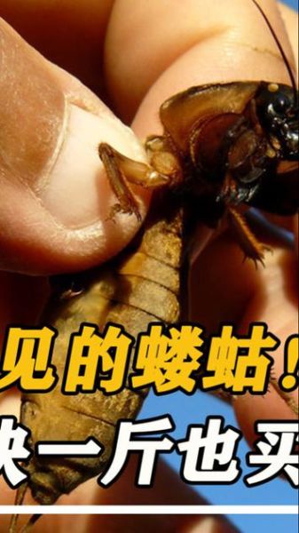 蝼蛄多少钱一斤2021_蝼蛄价格走势-第2张图片-山城妙识 蝼蛄多少钱一斤2021_蝼蛄价格走势-第2张图片-山城妙识