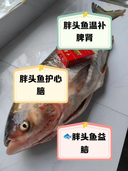 胖头鱼的功效与作用_胖头鱼适合什么人吃-第2张图片-山城妙识