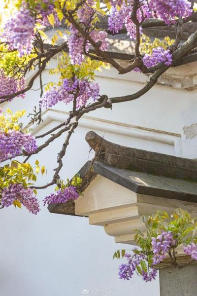 紫藤树图片怎么拍_紫藤花墙如何布景-第3张图片-山城妙识