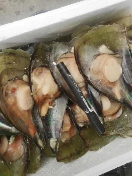 带子和扇贝哪个贵_价格差异原因-第1张图片-山城妙识