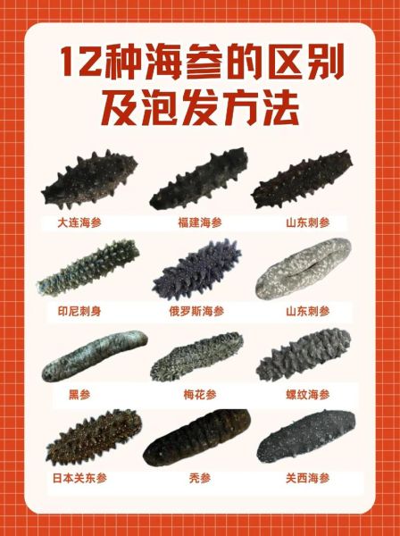 海参有几种类型_如何区分野生与养殖海参-第3张图片-山城妙识 海参有几种类型_如何区分野生与养殖海参-第3张图片-山城妙识