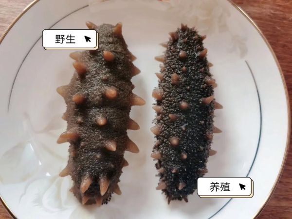 海参有几种类型_如何区分野生与养殖海参-第1张图片-山城妙识 海参有几种类型_如何区分野生与养殖海参-第1张图片-山城妙识