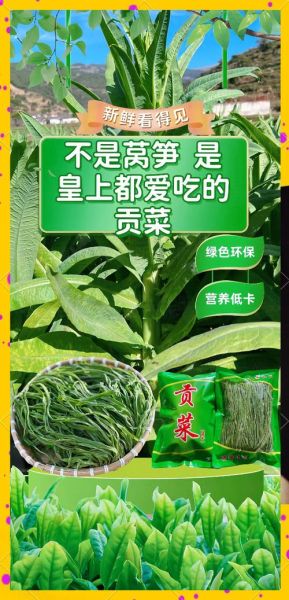 新鲜贡菜怎么保存_贡菜种植多久能采收-第2张图片-山城妙识