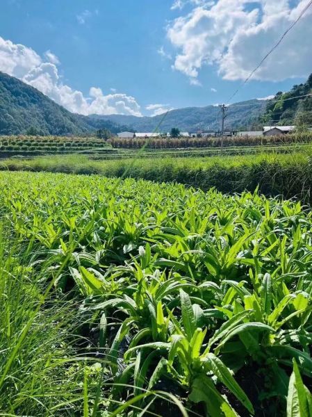 新鲜贡菜怎么保存_贡菜种植多久能采收-第3张图片-山城妙识