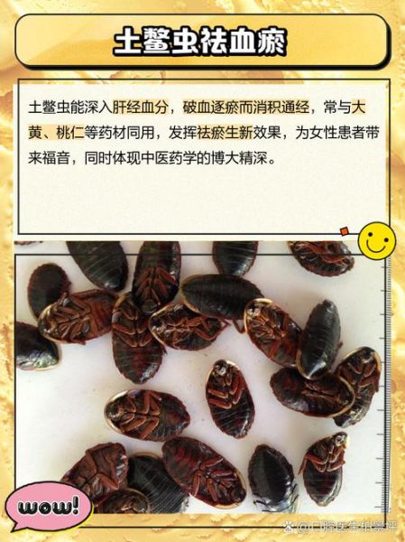 土鳖虫哪些人不能吃_土鳖虫禁忌人群-第1张图片-山城妙识