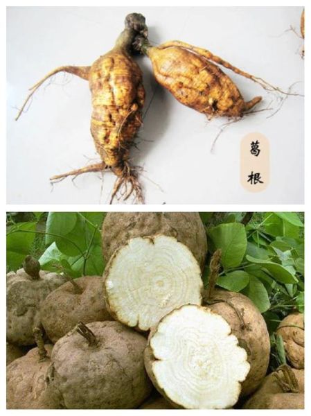 泰国野葛根丰胸效果怎么样_泰国野葛根有副作用吗-第1张图片-山城妙识