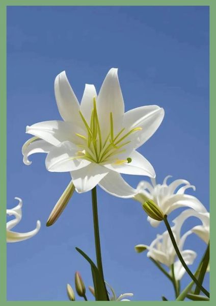 百合花图片大全大图_如何挑选高清百合花壁纸-第2张图片-山城妙识