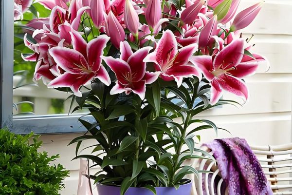 百合花图片大全大图_如何挑选高清百合花壁纸-第3张图片-山城妙识