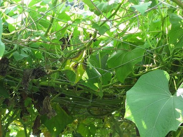 佛手瓜什么时候种最合适_佛手瓜种植方法全过程-第1张图片-山城妙识