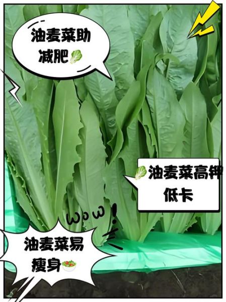 清炒油麦菜热量是多少_减肥能吃吗-第1张图片-山城妙识