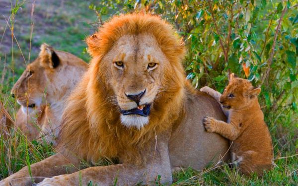 狮子图片大全霸气_如何挑选高清壁纸-第2张图片-山城妙识