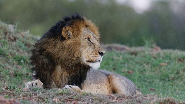 狮子图片大全霸气_如何挑选高清壁纸-第3张图片-山城妙识