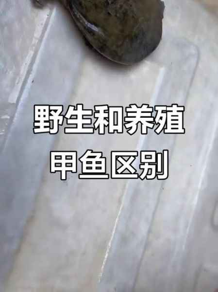 野生甲鱼和养殖甲鱼的区别_如何一眼分辨真假野生甲鱼-第3张图片-山城妙识