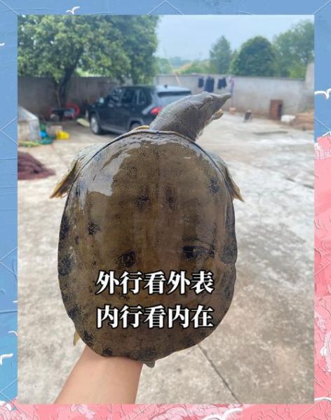 野生甲鱼和养殖甲鱼的区别_如何一眼分辨真假野生甲鱼-第2张图片-山城妙识