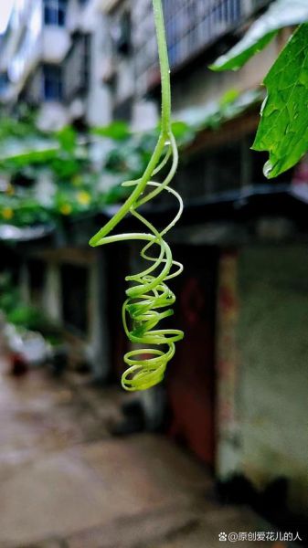 丝瓜藤肉豆须_作文立意怎么写-第2张图片-山城妙识