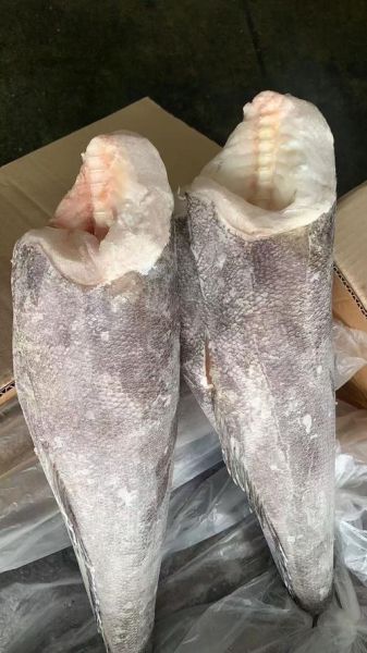 淡水银鳕鱼最大能长多大_淡水银鳕鱼寿命多长-第2张图片-山城妙识 淡水银鳕鱼最大能长多大_淡水银鳕鱼寿命多长-第2张图片-山城妙识