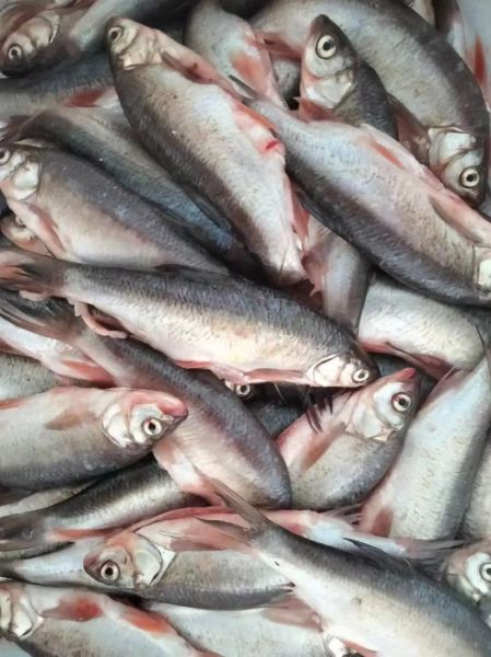 华子鱼是什么鱼_华子鱼产地在哪里-第1张图片-山城妙识