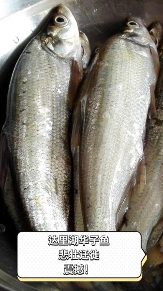 华子鱼是什么鱼_华子鱼产地在哪里-第2张图片-山城妙识