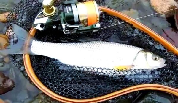 华子鱼是什么鱼_华子鱼产地在哪里-第3张图片-山城妙识