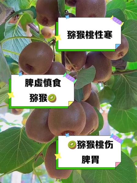 猕猴桃是凉性还是热性_吃猕猴桃会上火吗-第2张图片-山城妙识 猕猴桃是凉性还是热性_吃猕猴桃会上火吗-第2张图片-山城妙识