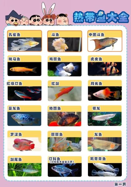 淡水观赏鱼有哪些_热带鱼怎么养-第1张图片-山城妙识 淡水观赏鱼有哪些_热带鱼怎么养-第1张图片-山城妙识