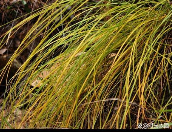 蓑衣草是什么植物_蓑衣草怎么养-第1张图片-山城妙识