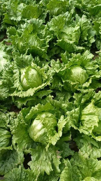 圆生菜怎么做好吃_圆生菜最简单的做法-第3张图片-山城妙识