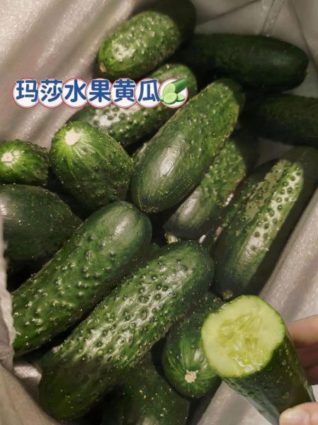 吃三天黄瓜能瘦多少斤_黄瓜减肥真实效果-第2张图片-山城妙识