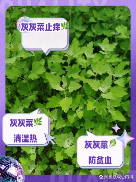 灰灰菜图片功效与作用_灰灰菜怎么吃最好-第3张图片-山城妙识 灰灰菜图片功效与作用_灰灰菜怎么吃最好-第3张图片-山城妙识